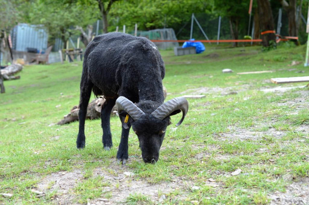 Rundgang – Aktivspielplatz Krempoli