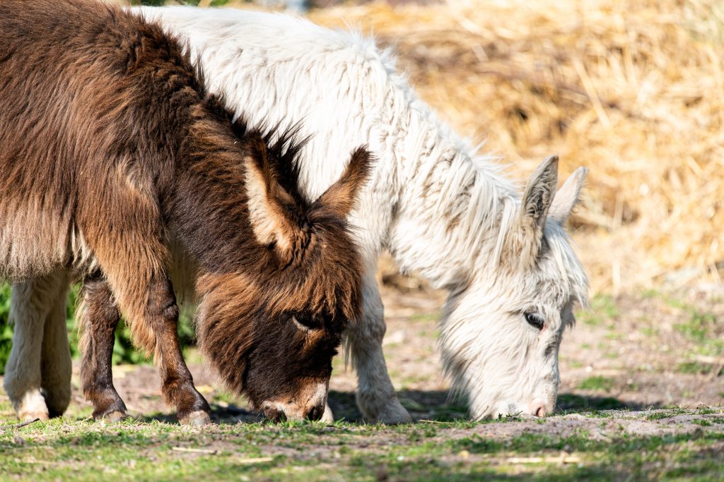 Aktivspielplatz Krempoli