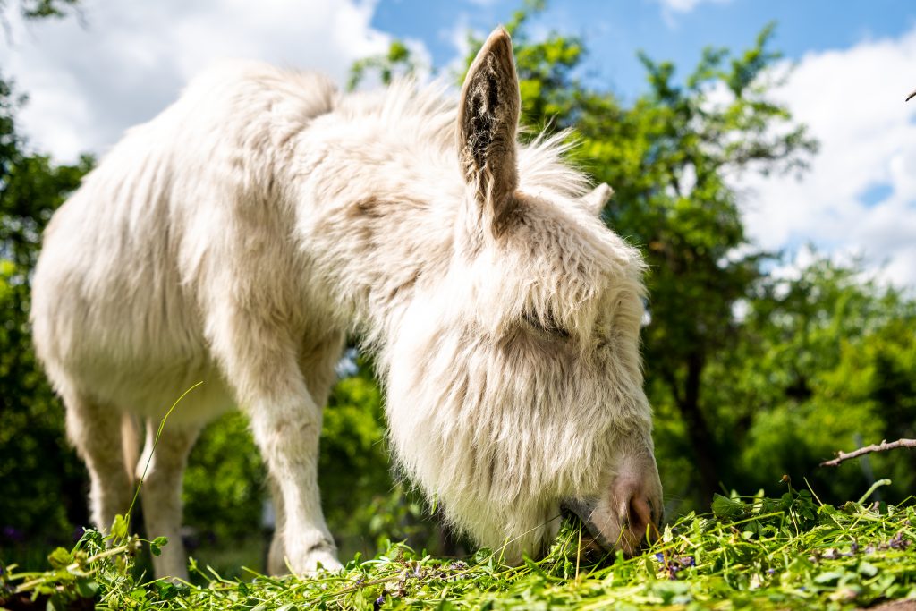 Aktivspielplatz Krempoli